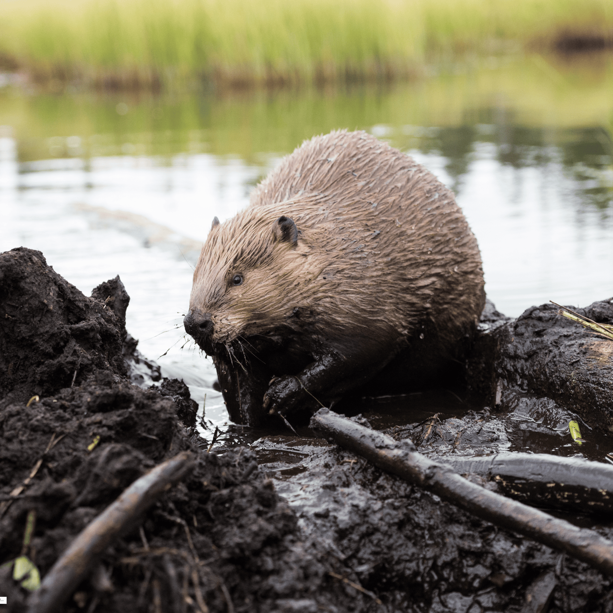 Canadian Castoreum: Strength and Heritage